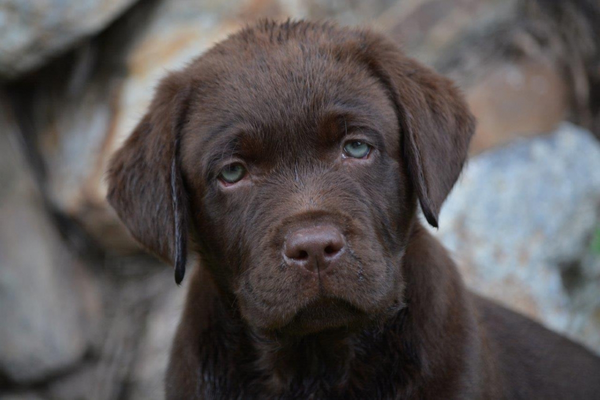 About Labrador Retrievers – GC Labradors