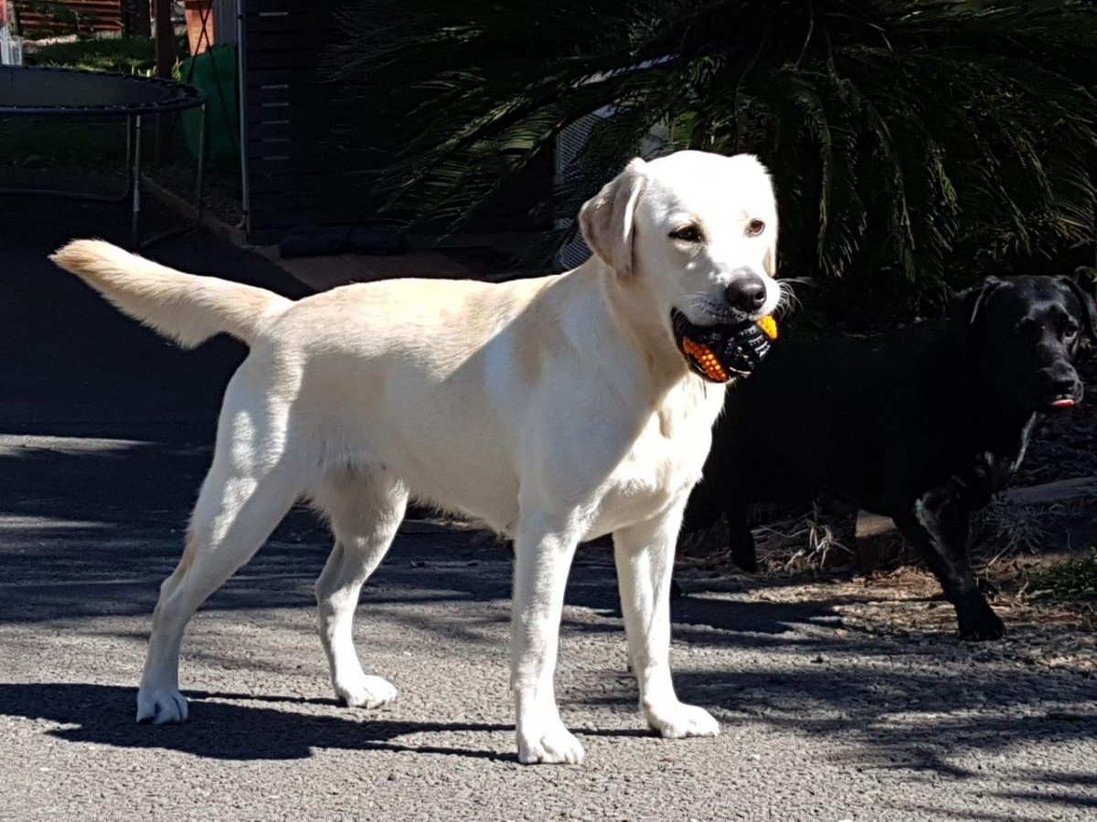 Our Dogs – GC Labradors