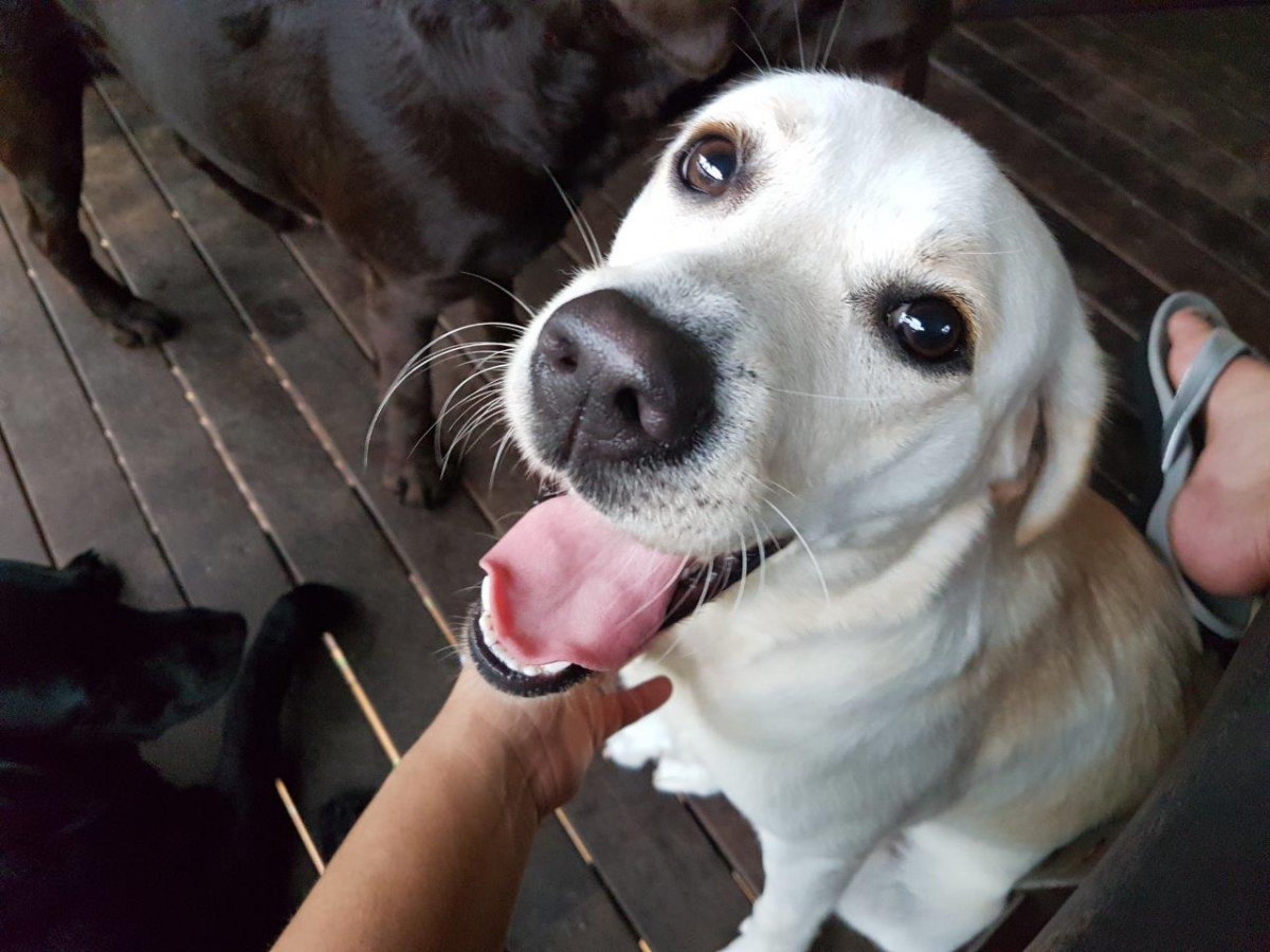 Our Dogs – GC Labradors