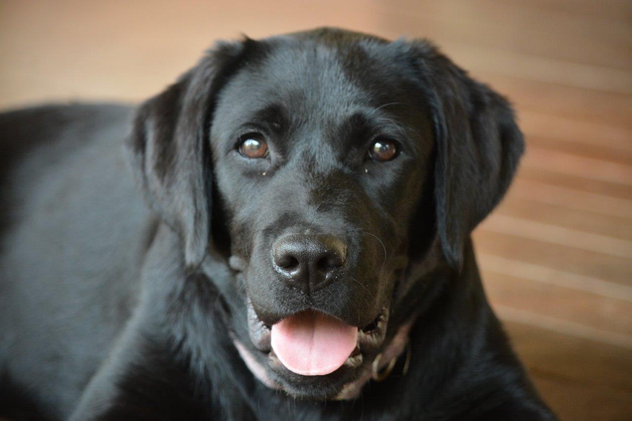 Our Dogs – GC Labradors