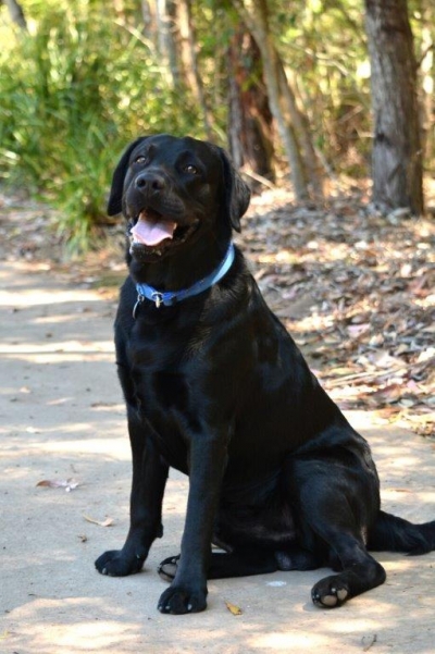 GC Labradors – Labrador Retrievers on the Gold Coast