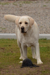 GC Labradors – Labrador Retrievers on the Gold Coast