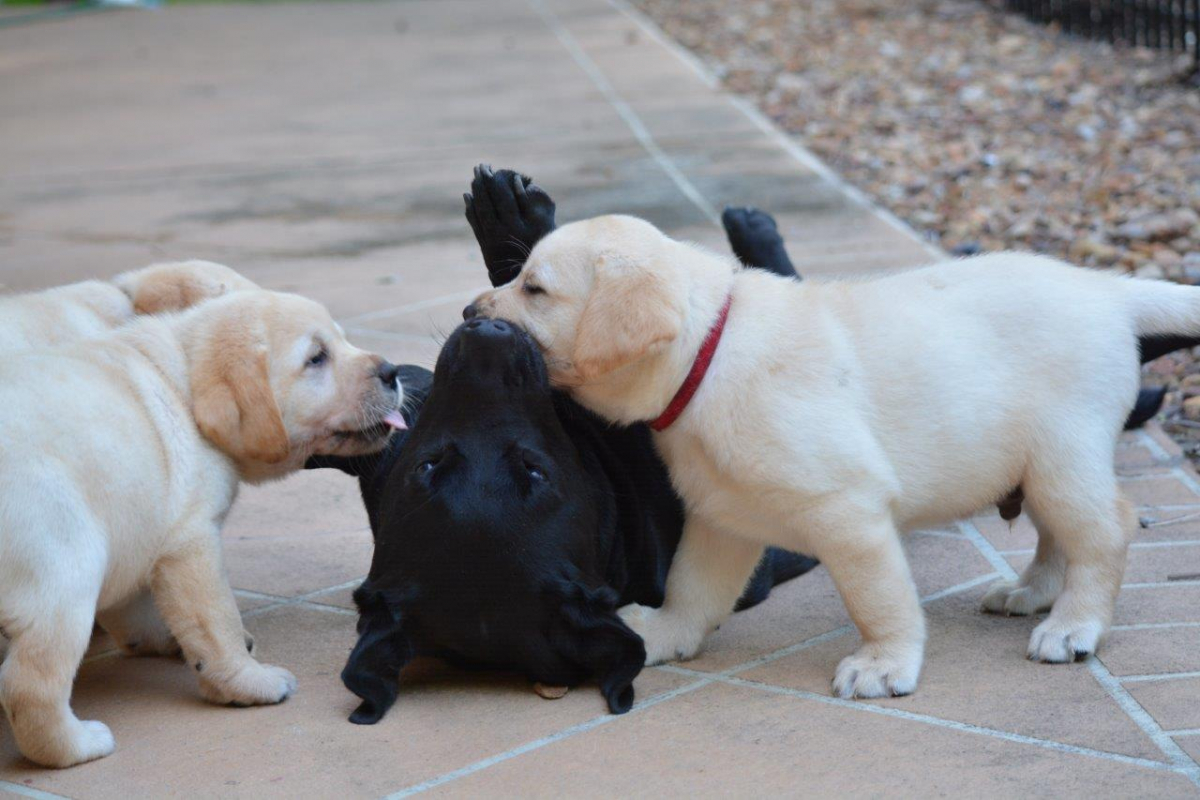 Puppy Gallery – GC Labradors