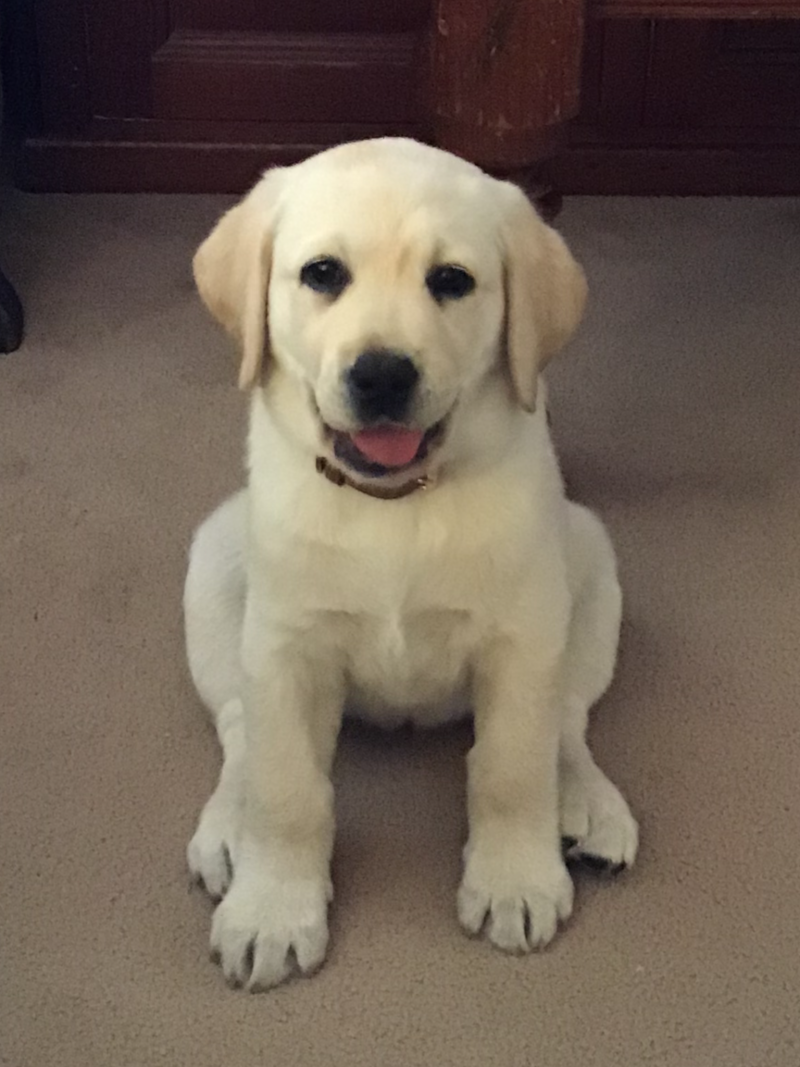 Puppy Gallery – GC Labradors