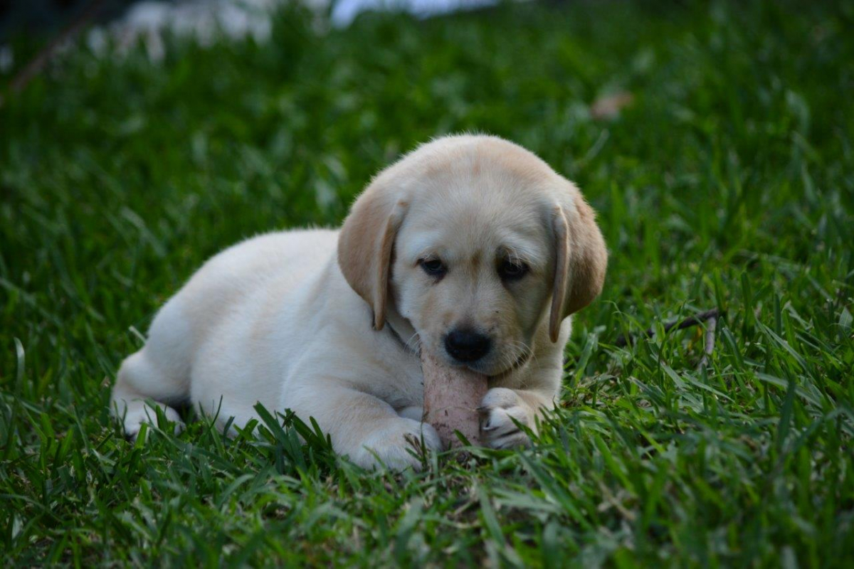 Puppy Gallery – GC Labradors