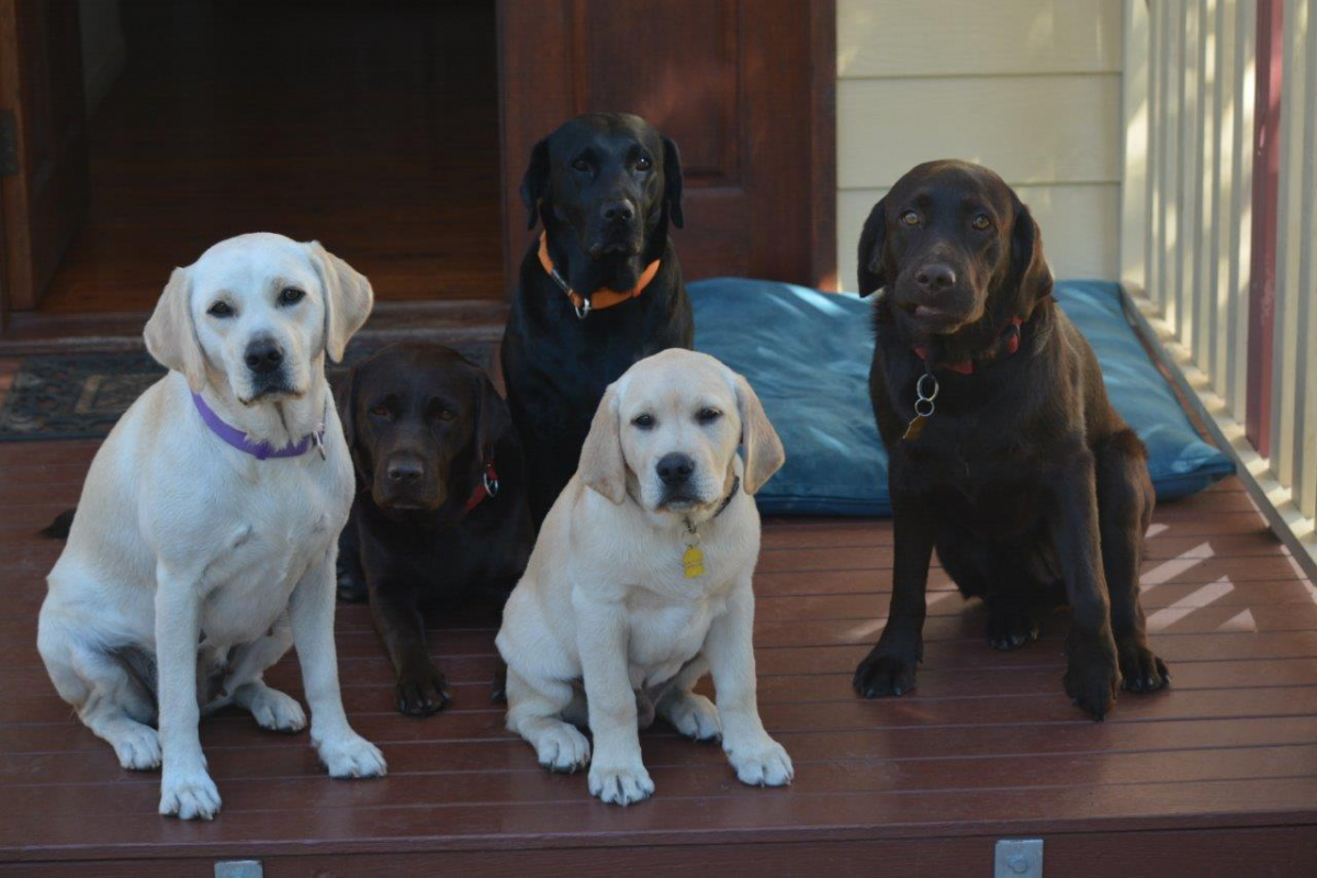 Puppy Gallery – GC Labradors