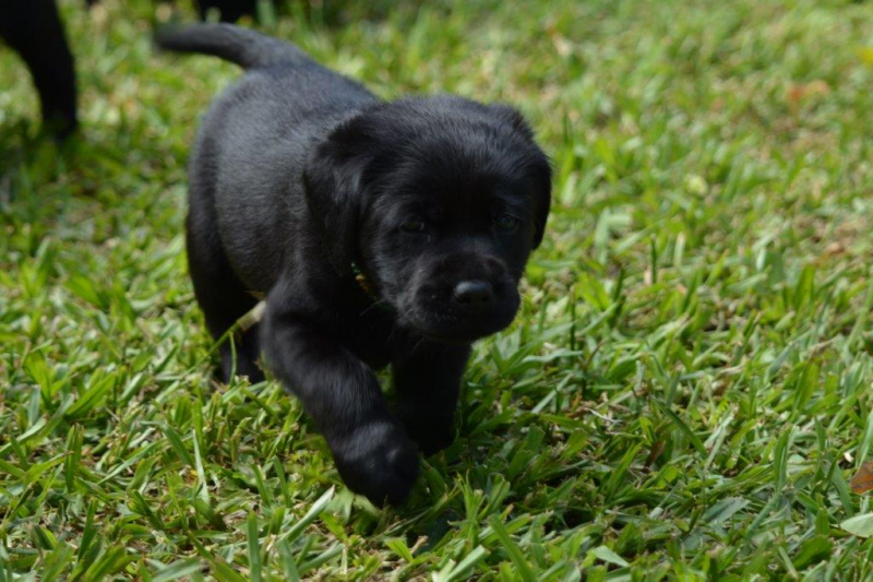 GC Labradors – Labrador Retrievers on the Gold Coast