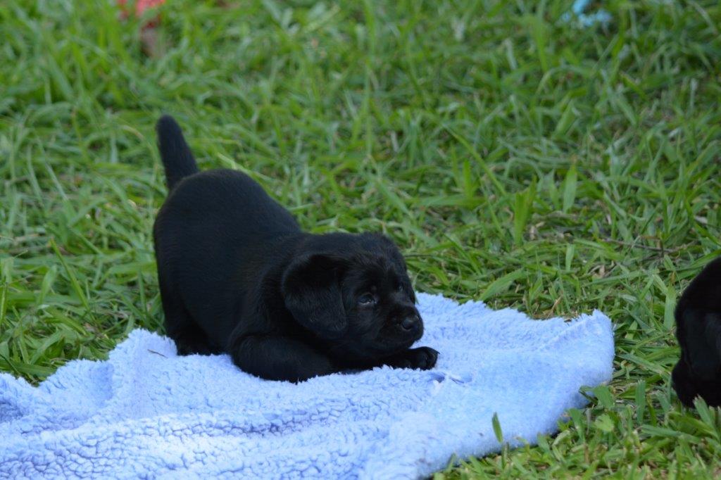 GC Labradors – Labrador Retrievers on the Gold Coast