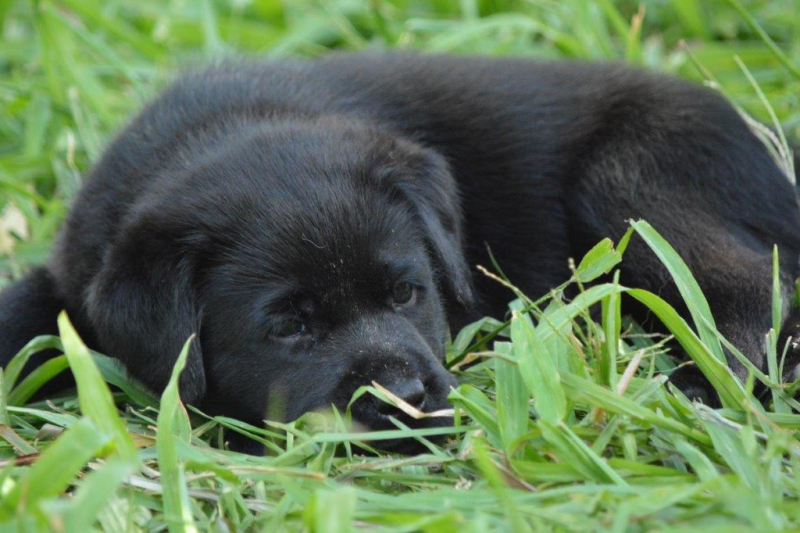 GC Labradors – Labrador Retrievers on the Gold Coast