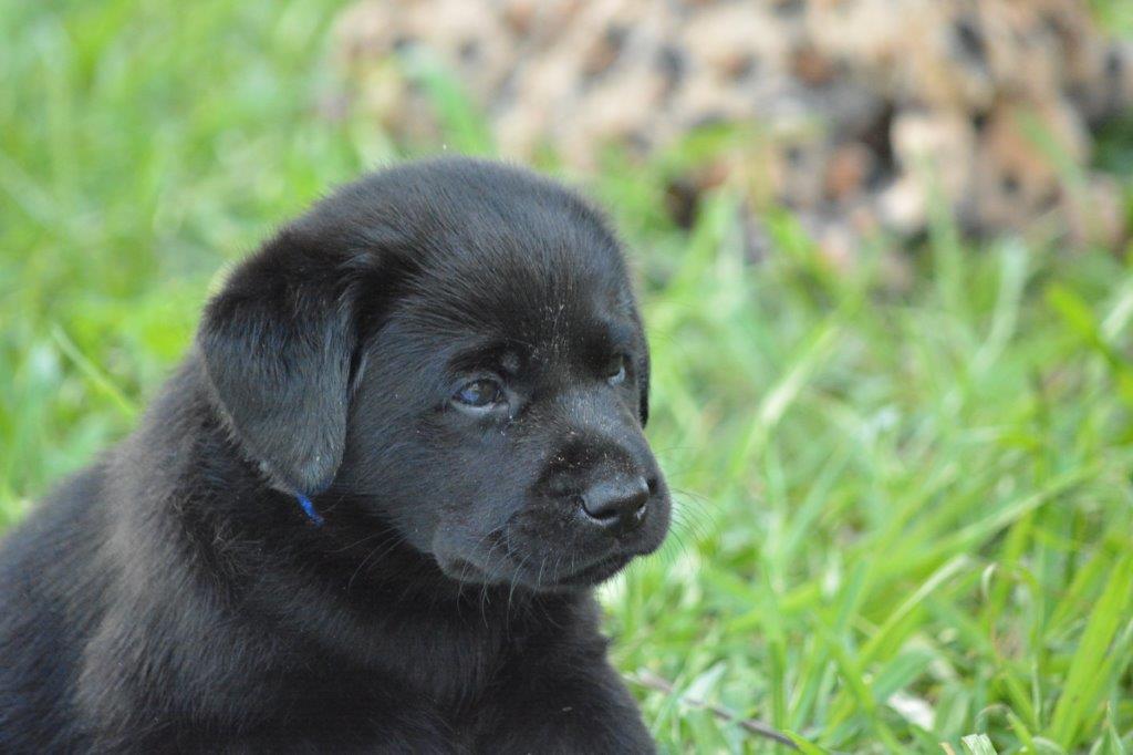 GC Labradors – Labrador Retrievers on the Gold Coast