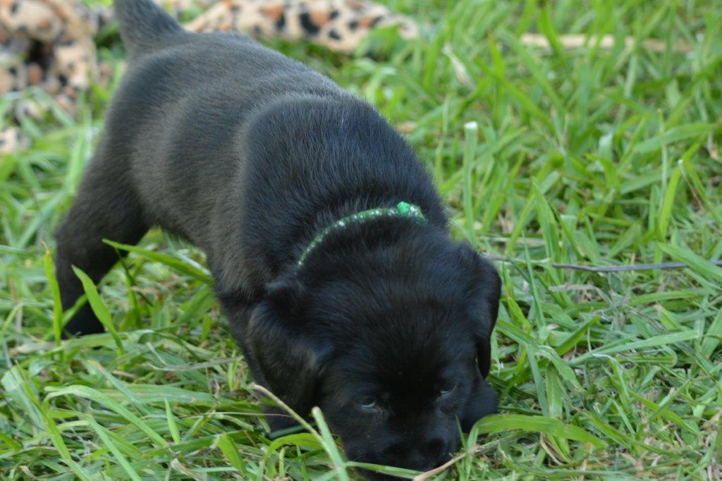 GC Labradors – Labrador Retrievers on the Gold Coast