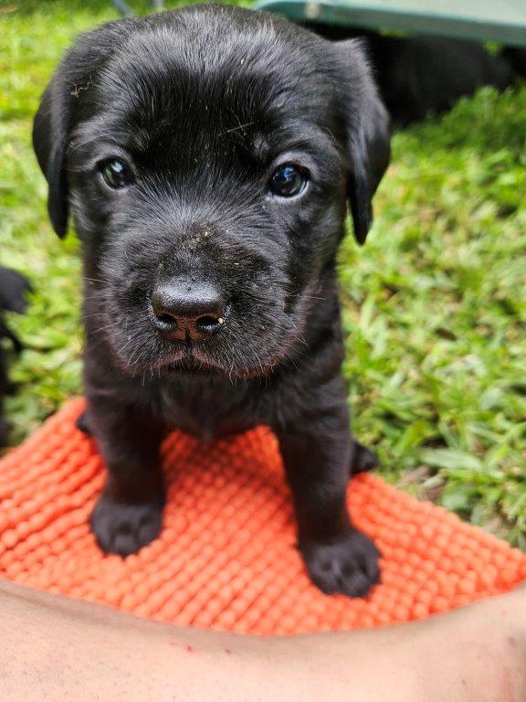 GC Labradors – Labrador Retrievers on the Gold Coast