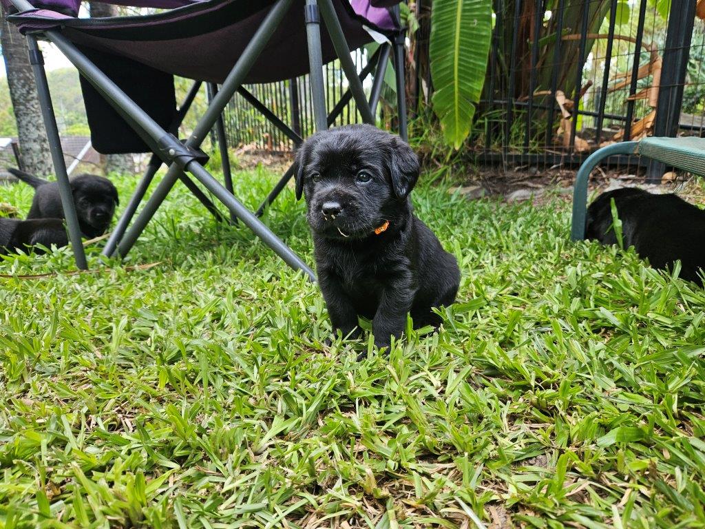GC Labradors – Labrador Retrievers on the Gold Coast