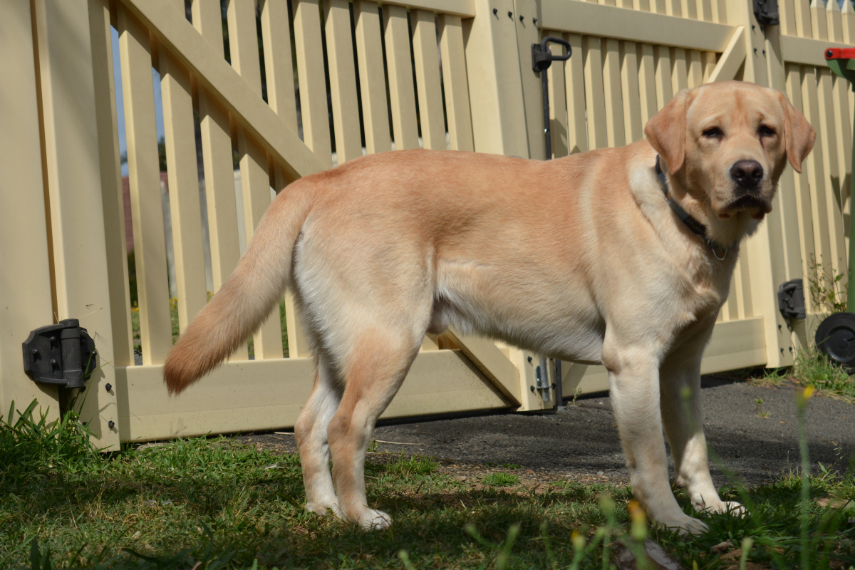 GC Labradors – Labrador Retrievers on the Gold Coast